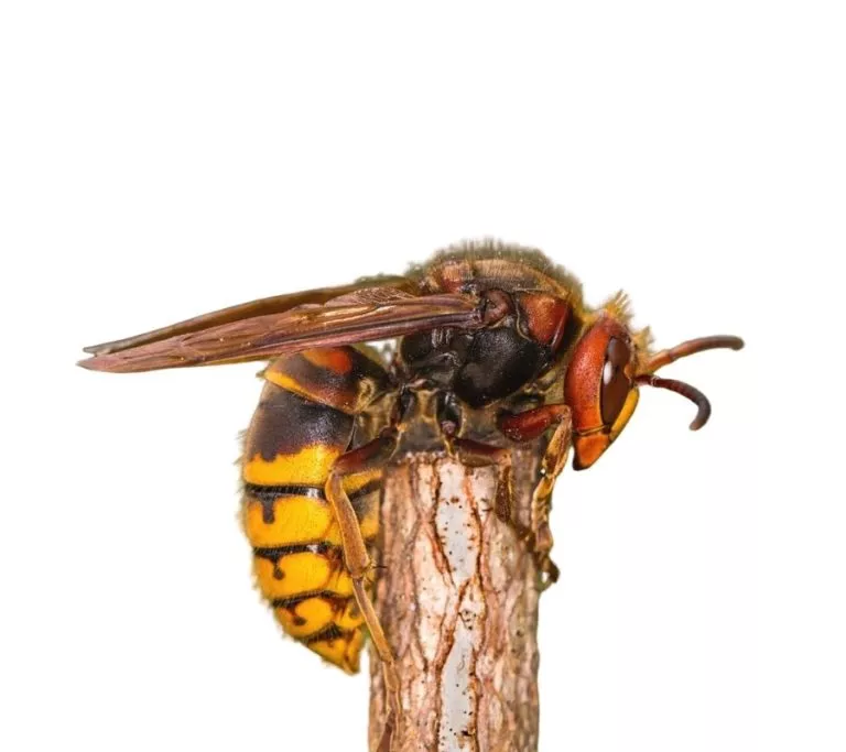 European Hornet Identification | Hornets in Central and Eastern Virginia