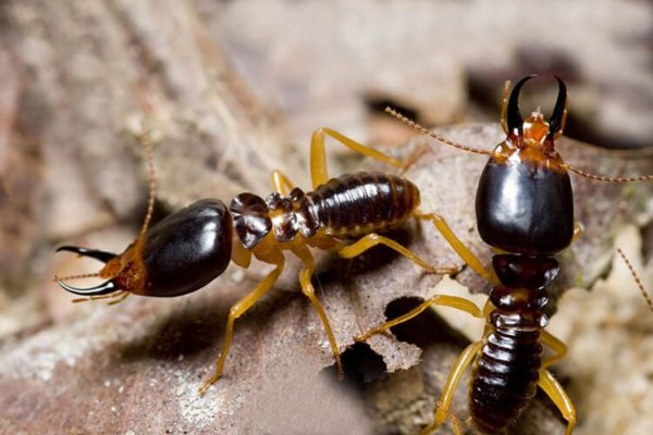 How do Termites Spread in Eastern and Central Virginia?