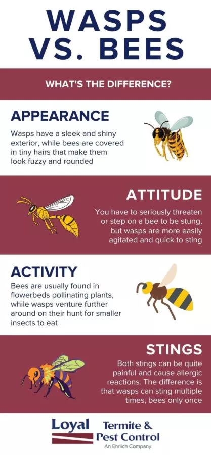Wasps vs Bees: How Are They Different? | Richmond Virginia
