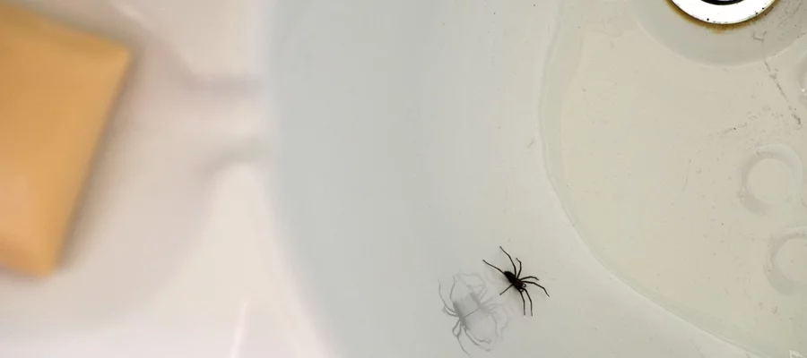 6 Common Bathroom Bugs To Watch Out For | Pests in Your Bathroom