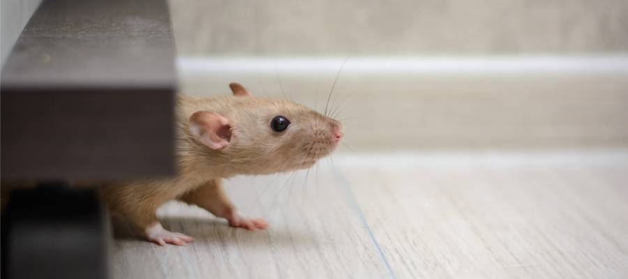 Prepare for Higher Fall-Winter Pest Activity - Loyal Termite & Pest ...