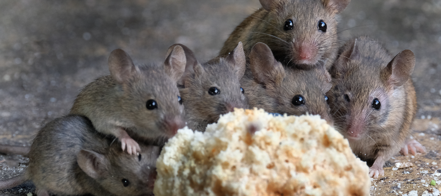 Tips to Prevent Mice From Multiplying - Loyal Termite & Pest Control ...