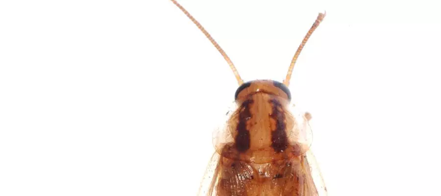 How to Get Rid of German Cockroaches Inside - Eastern & Central VA