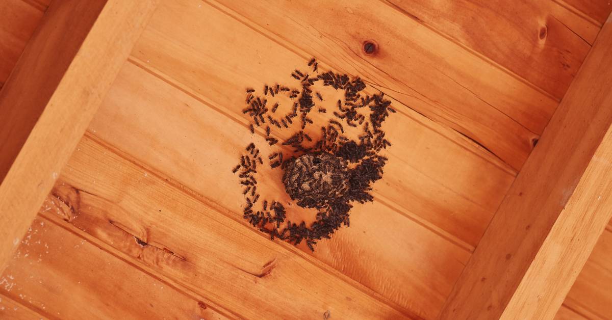 Common Fall Pests in the Home - Loyal Termite & Pest Control
