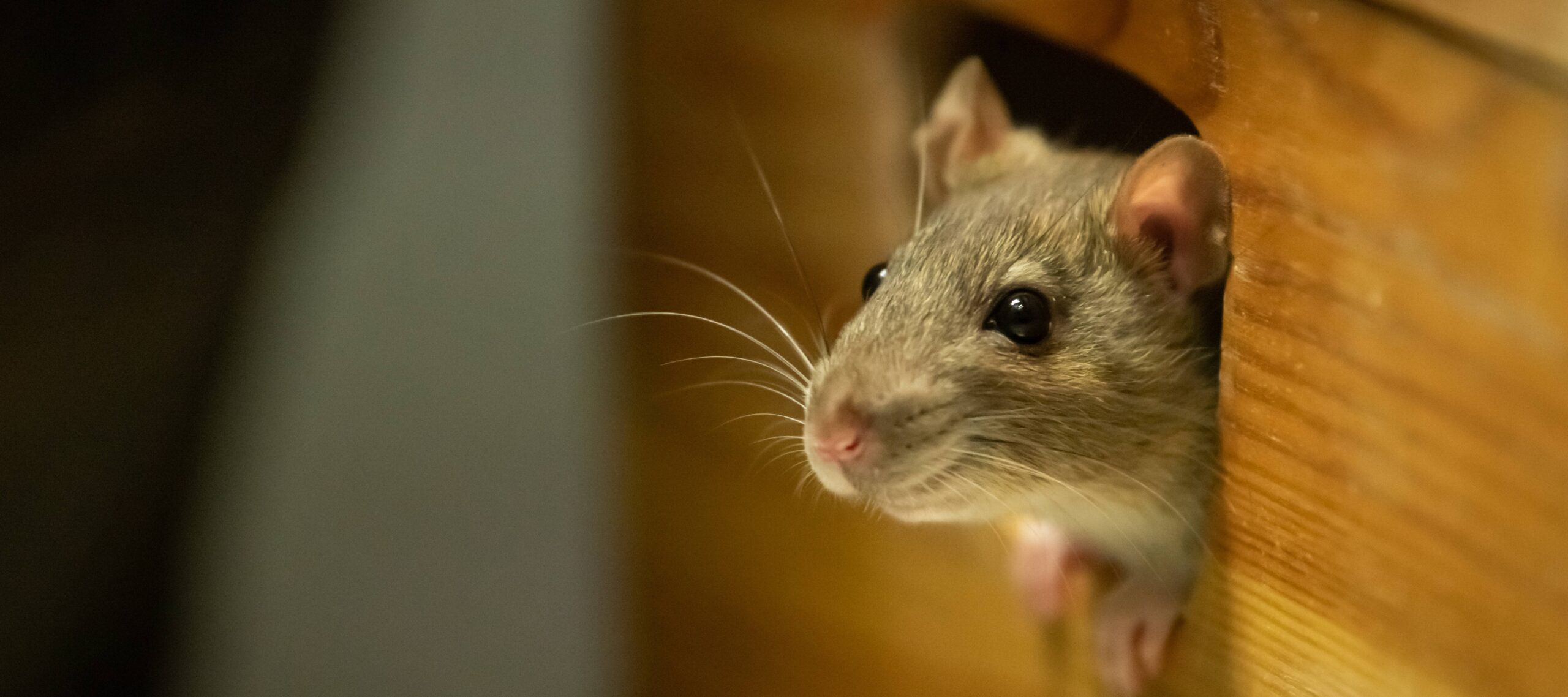 Save Your Insulation from Rodents!